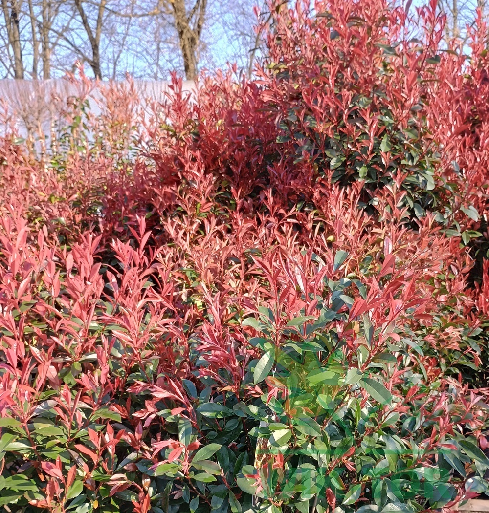 Głogownik Carre Rouge Photinia Fotinia - Ogrodniczy sklep internetowy ...